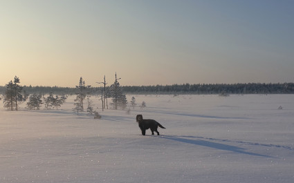 Vattu